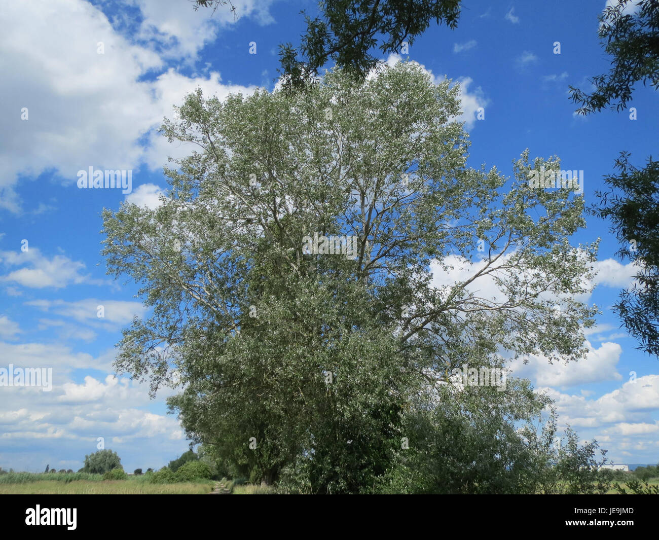 An image depicting Populus alba, commonly known as the white poplar ...