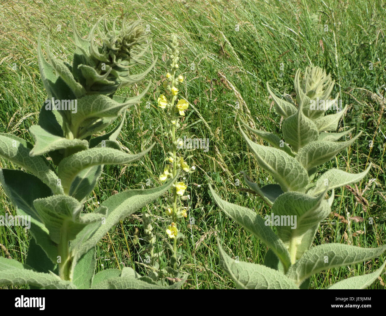 Verbascum thapsus, commonly known as common mullein, is a biennial ...