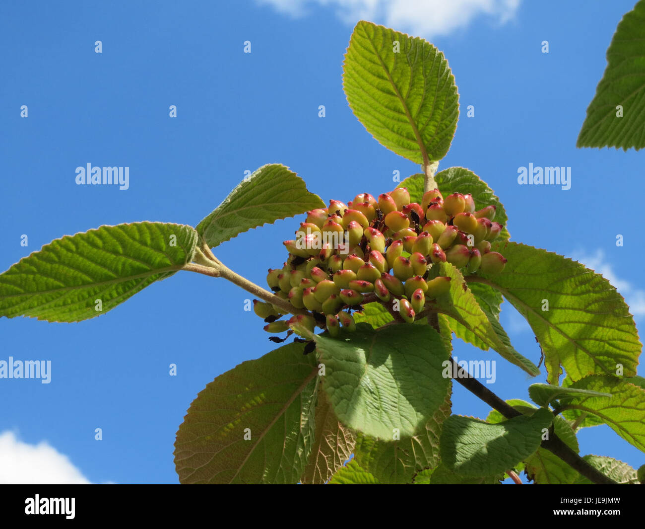Viburnum lantana, commonly known as wayfaring tree, is a deciduous ...