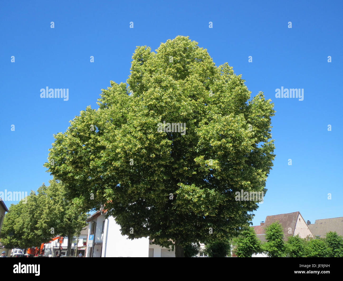 Linden tilia cordata leaves hi-res stock photography and images - Alamy