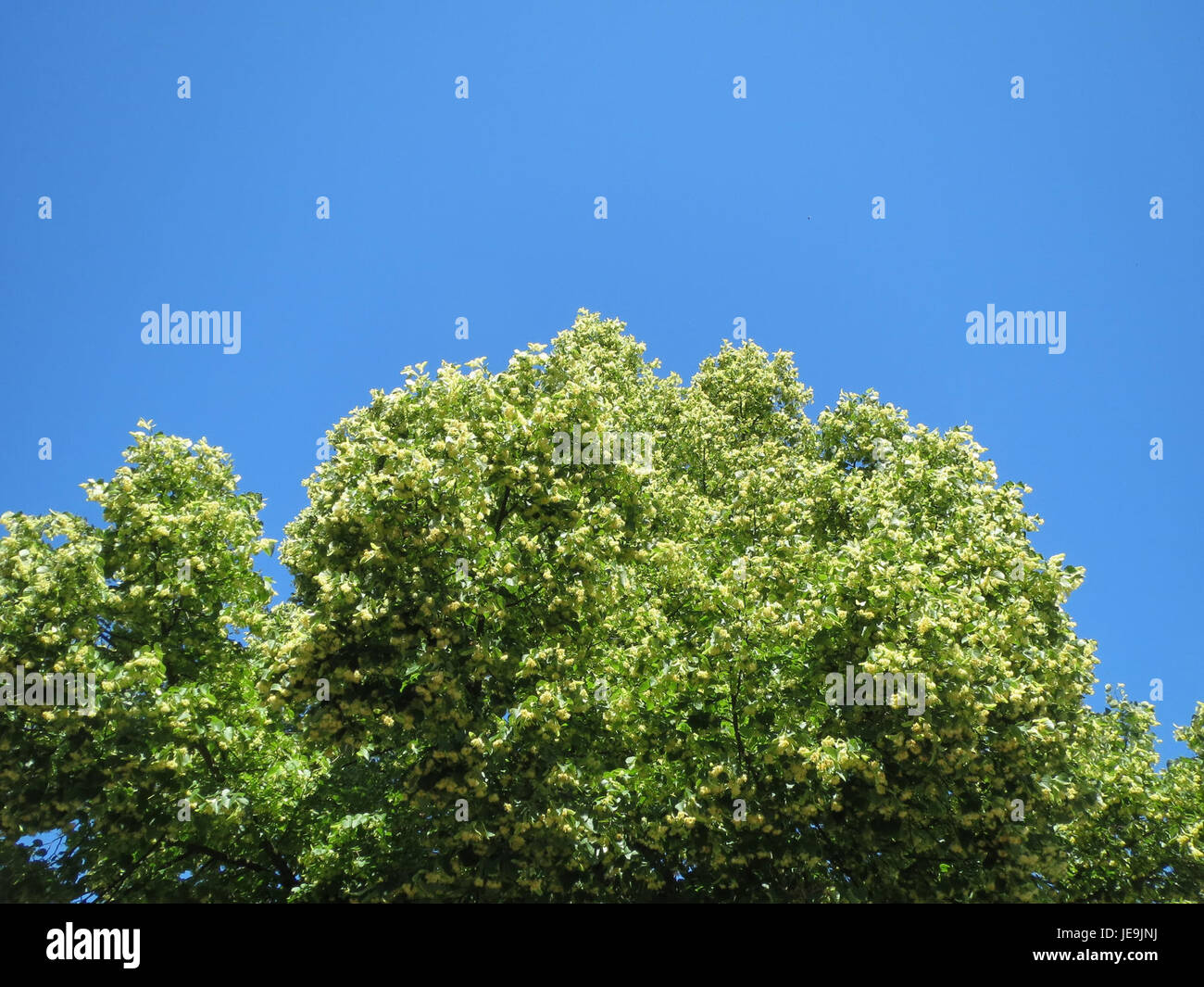A photograph of Tilia cordata, commonly known as small-leaved lime ...