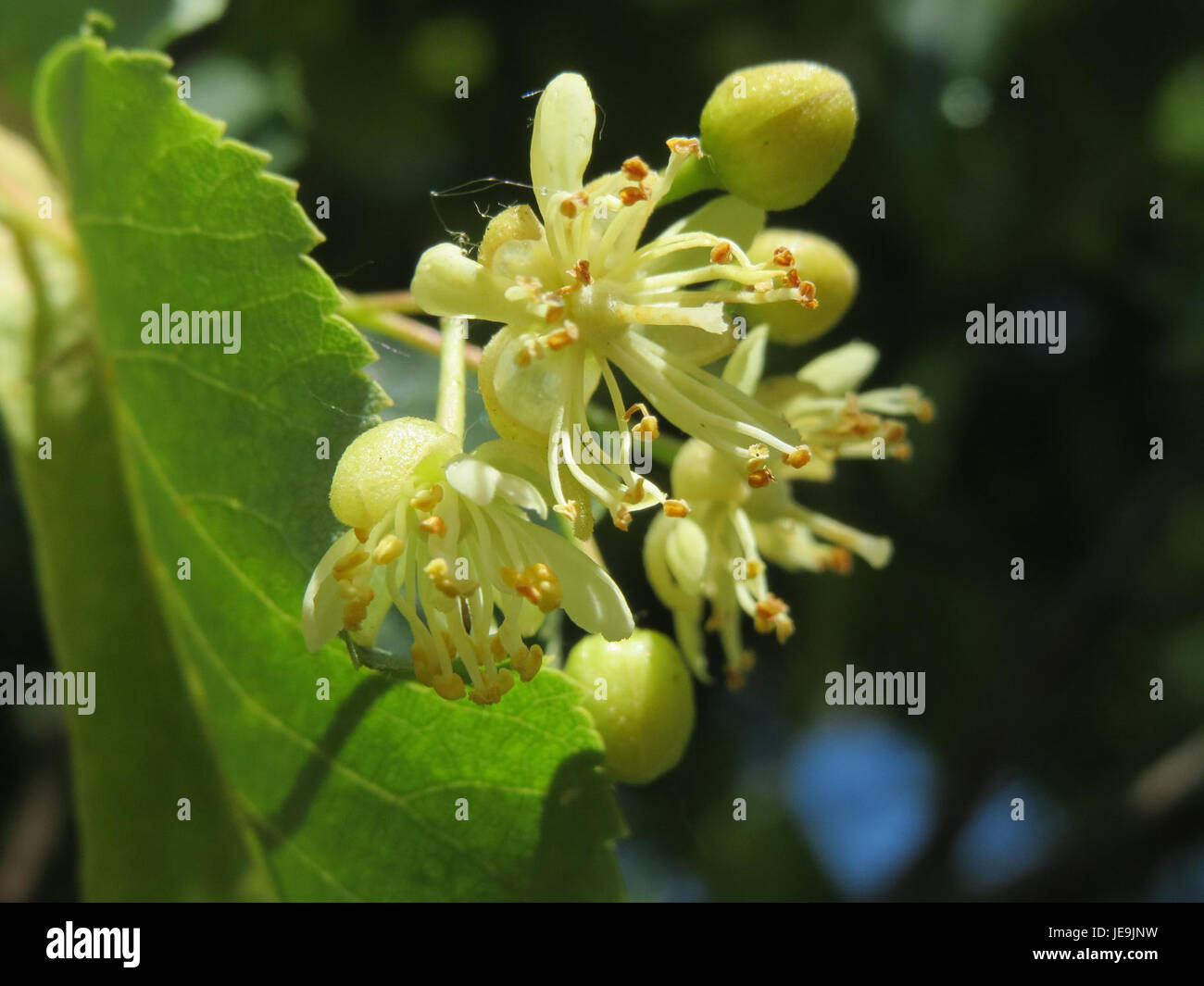 Tilia cordata, commonly known as the small-leaved lime or linden tree ...