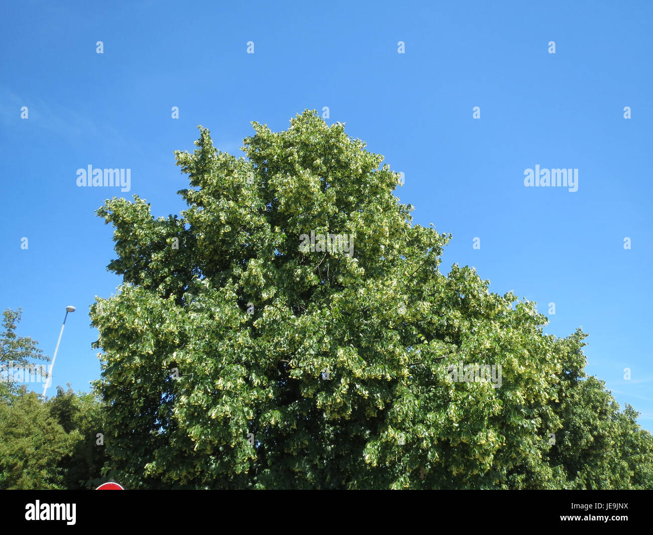 Lime tree identification hi-res stock photography and images - Alamy