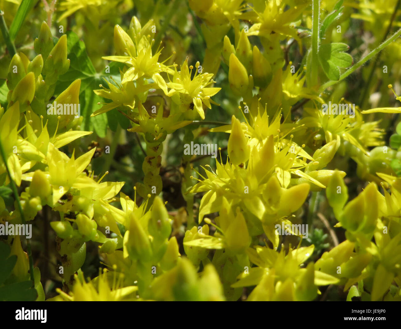 Sedum acre, commonly known as Goldmoss Stonecrop, is a low-growing ...