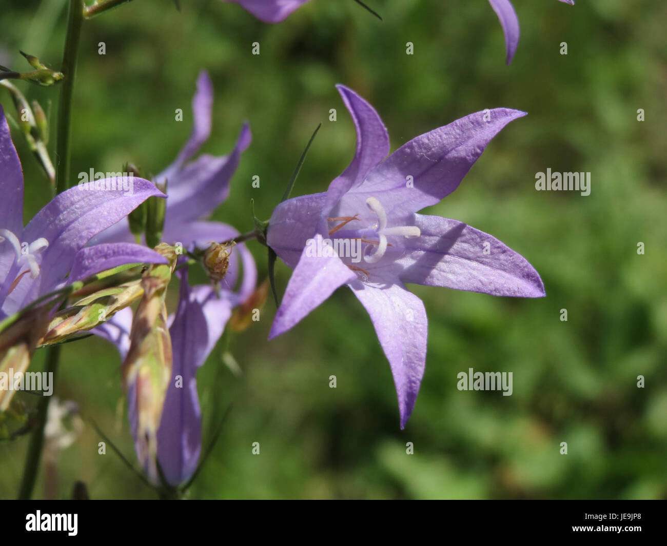 A photograph of Campanula rapunculus, commonly known as rampion ...