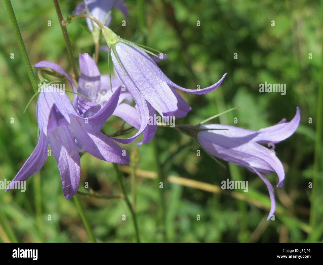 Campanula rapunculus, also known as rampion bellflower, is a flowering ...