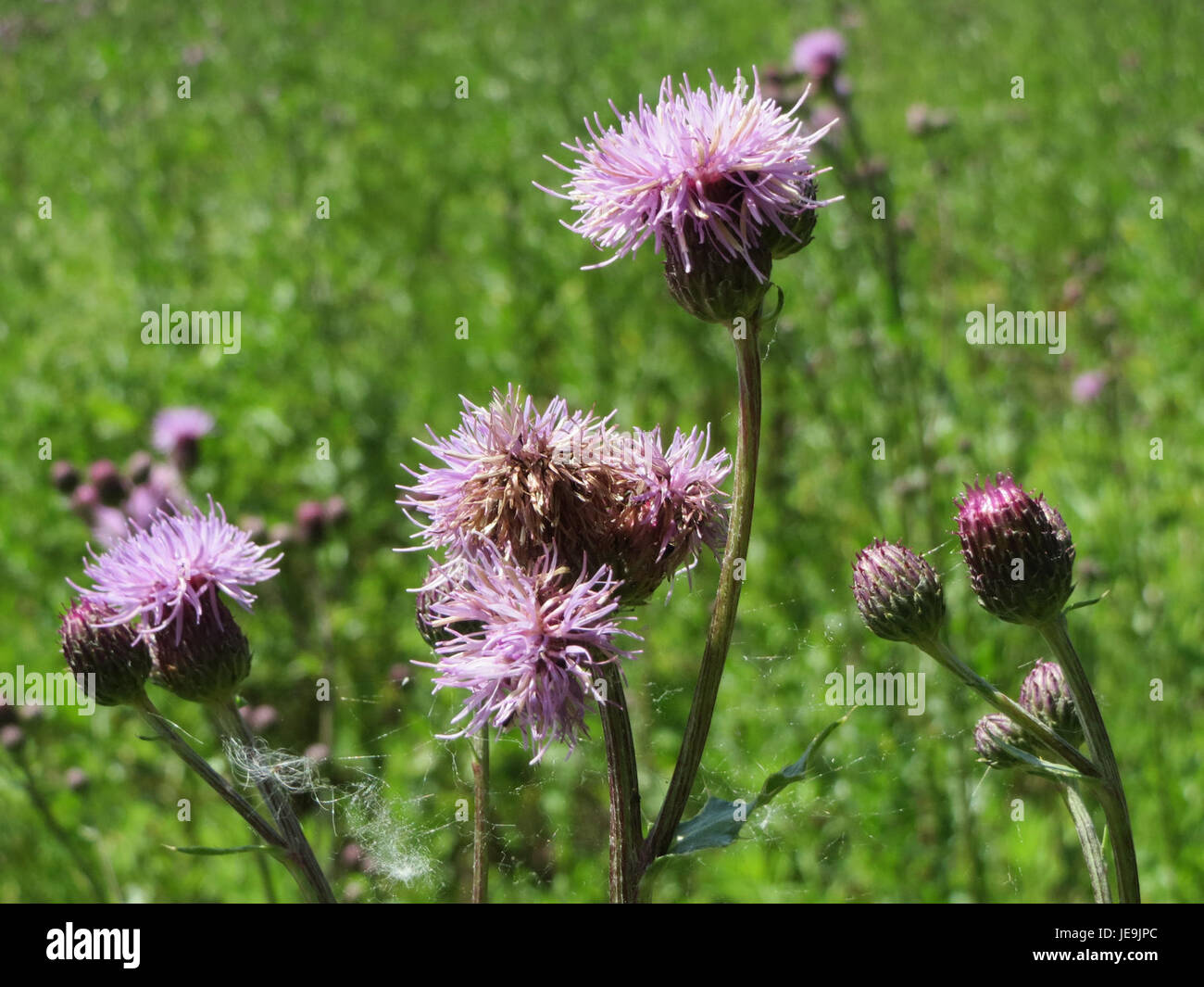 Cirsium arvense, commonly known as Canada thistle, is an invasive plant ...