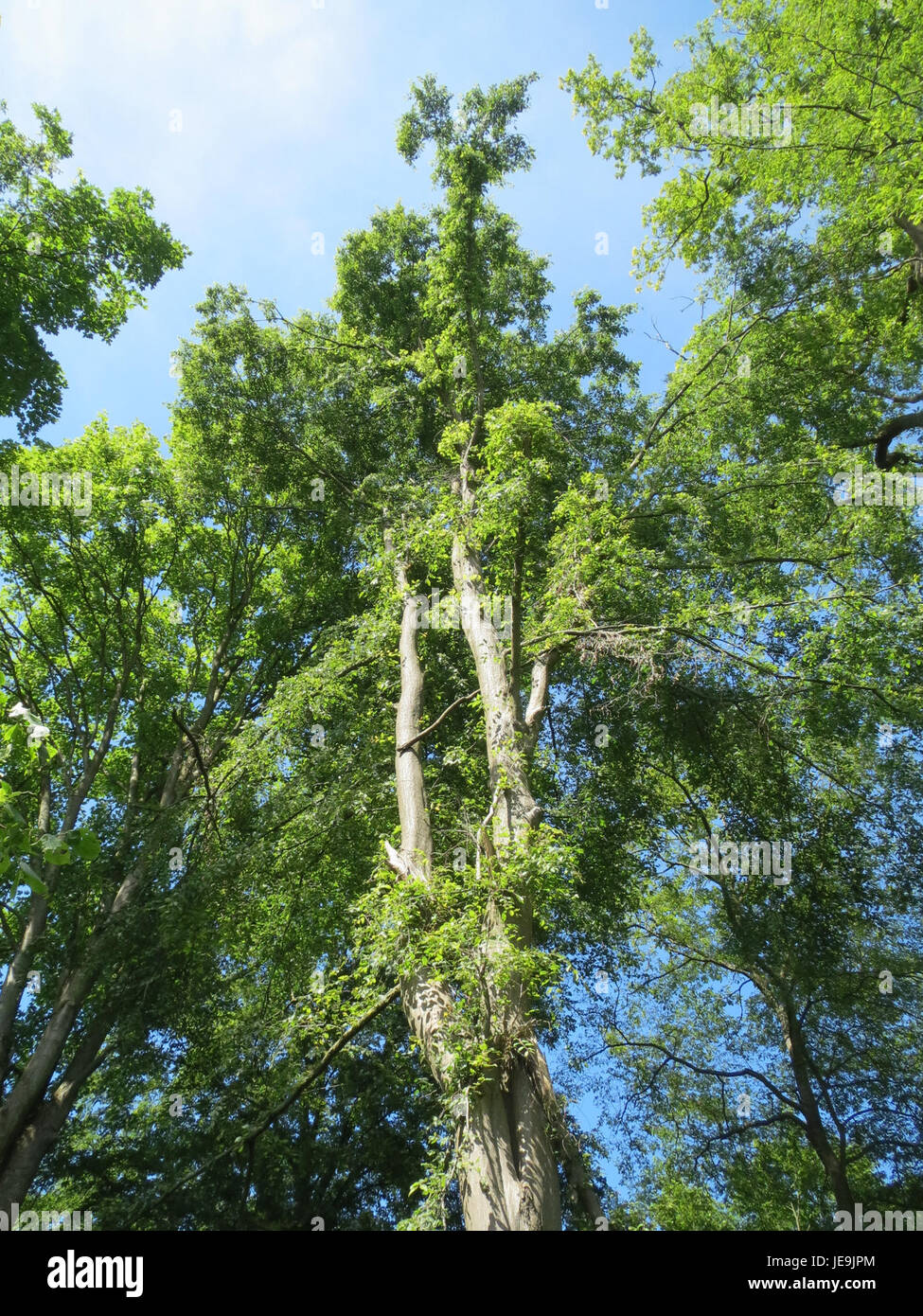 Carpinus betulus, commonly known as European hornbeam, is a deciduous ...