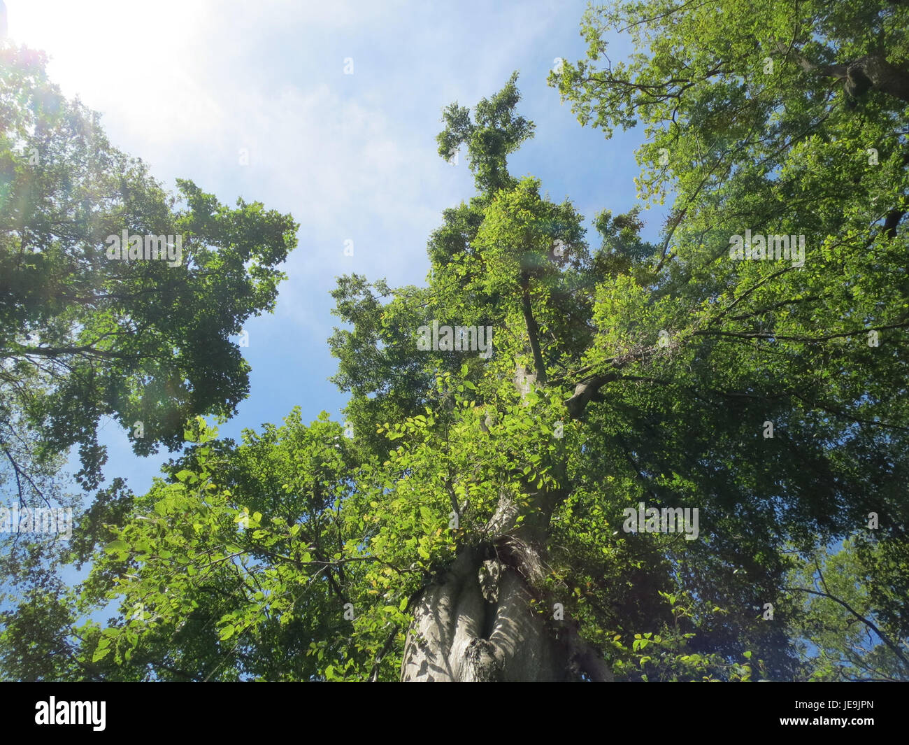 Carpinus betulus, commonly known as the European hornbeam, is a ...