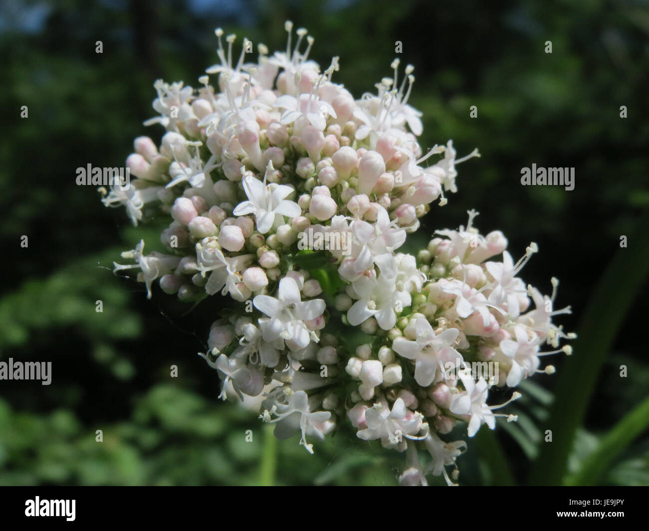 Valeriana pratensis, commonly known as meadow valerian, is a perennial ...
