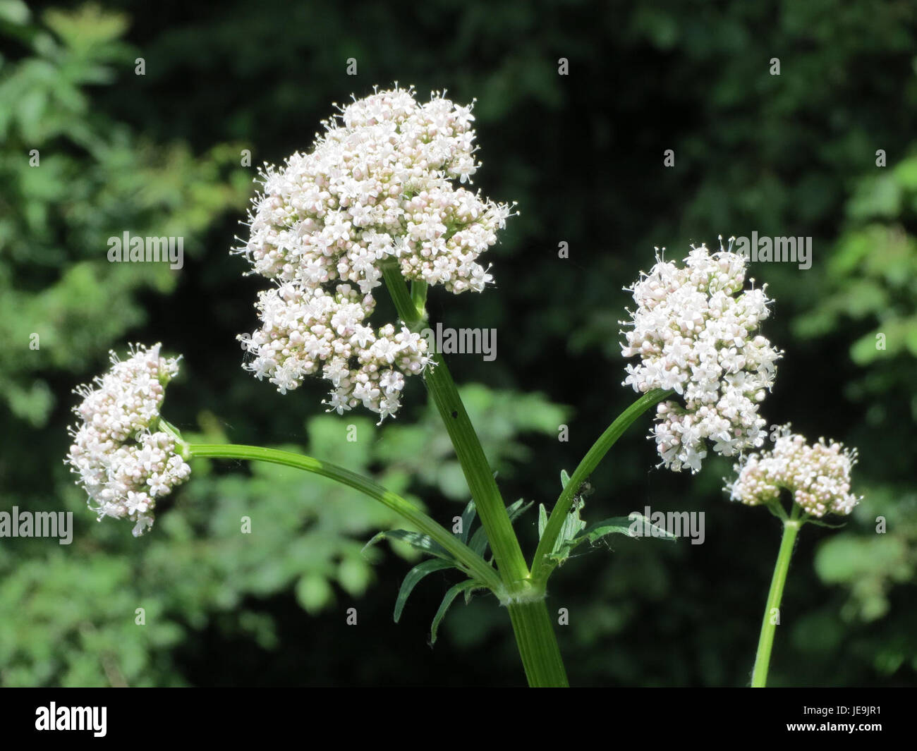 Valeriana pratensis, commonly known as meadow valerian, is a perennial ...