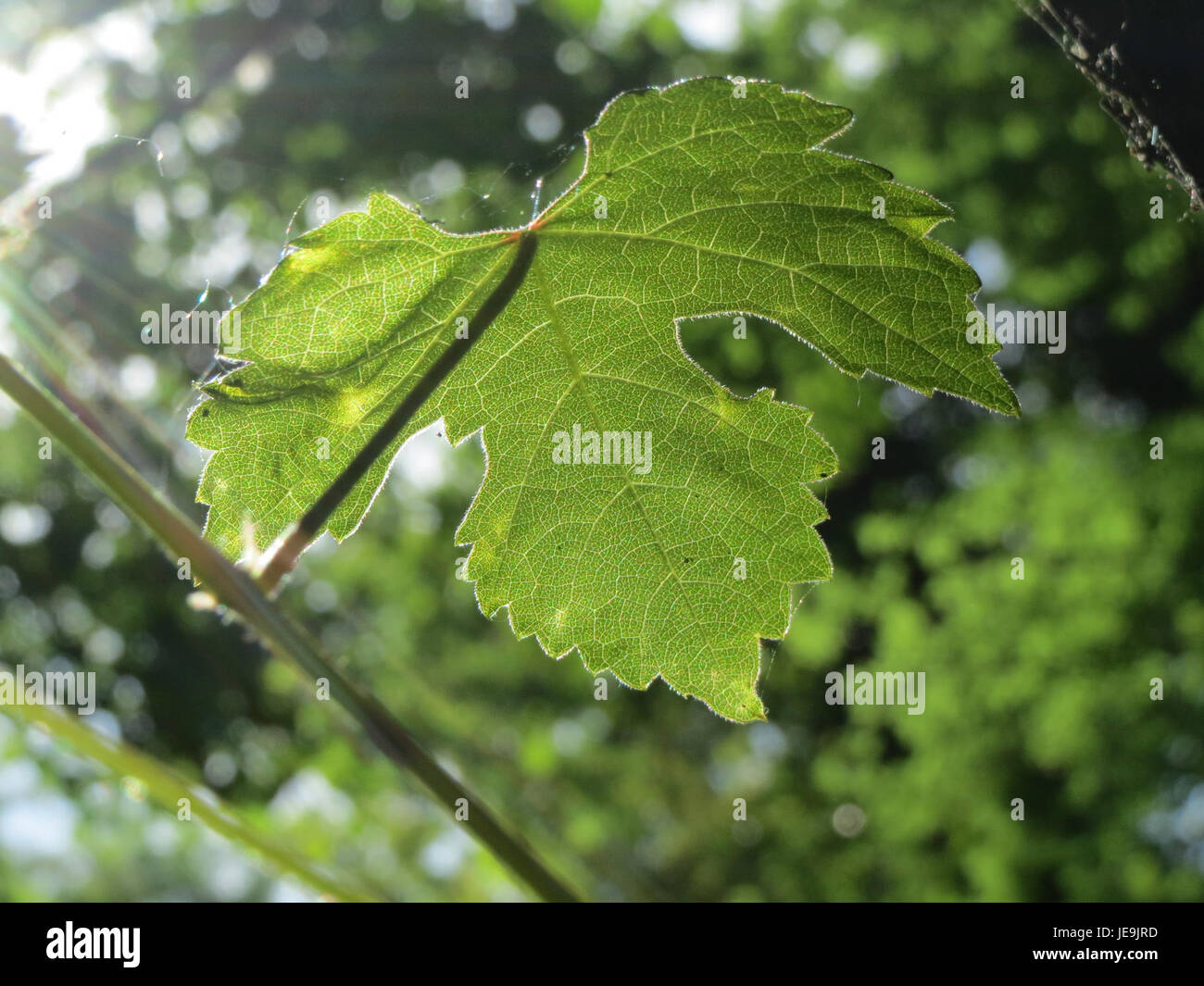 Image of the wild subspecies of grapevine, Vitis vinifera subsp ...