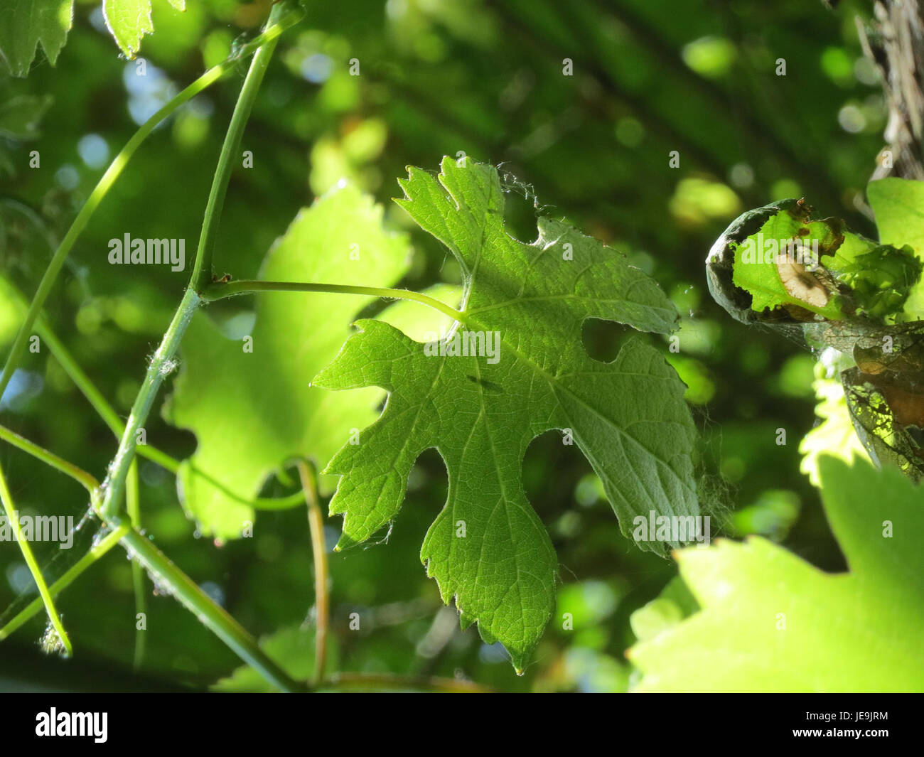 A close-up image of *Vitis vinifera subsp. sylvestris*, the wild ...