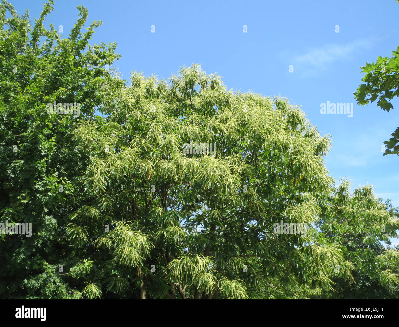 Castanea sativa, commonly known as the sweet chestnut tree, is known ...