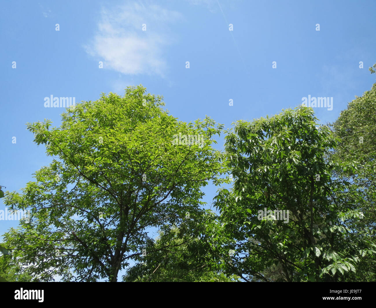 The image features Castanea sativa, commonly known as the European ...