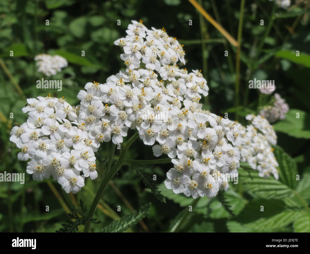 Achillea millefolium, commonly known as yarrow, is a flowering plant ...