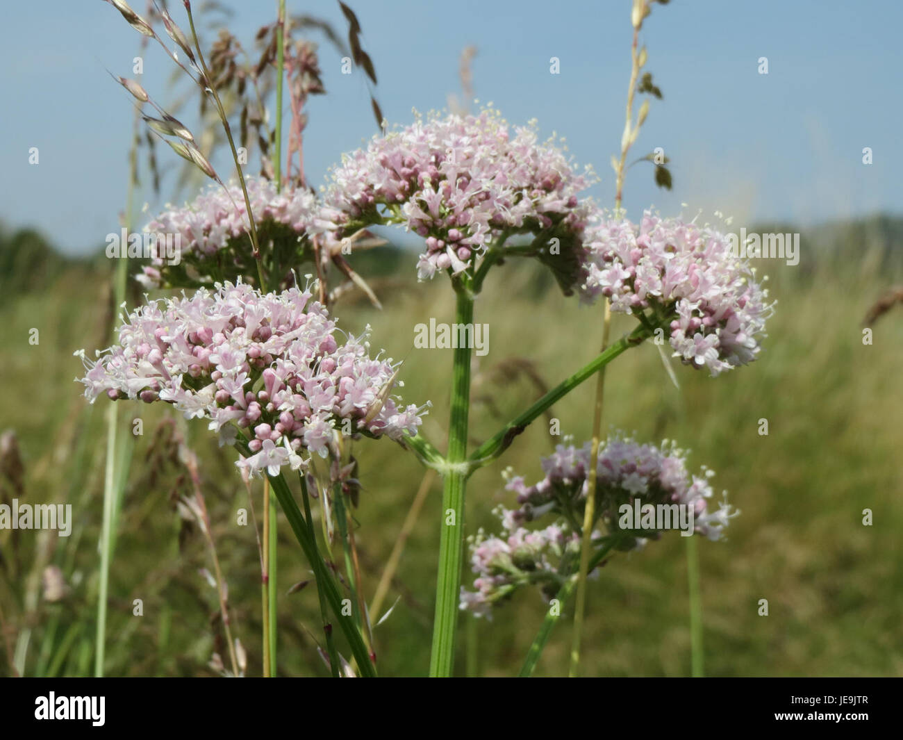 Valeriana officinalis, commonly known as valerian, is a flowering plant ...