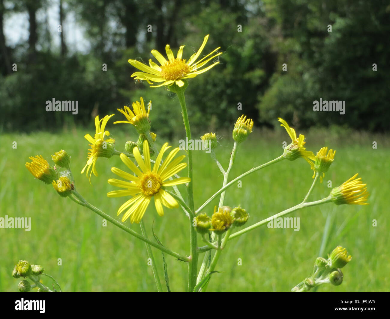 Jacobaea paludosa, also known as marsh ragwort, is a plant species ...