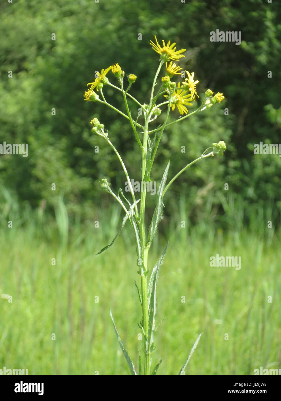 Jacobaea paludosa, also known as marsh ragwort, is a plant species ...