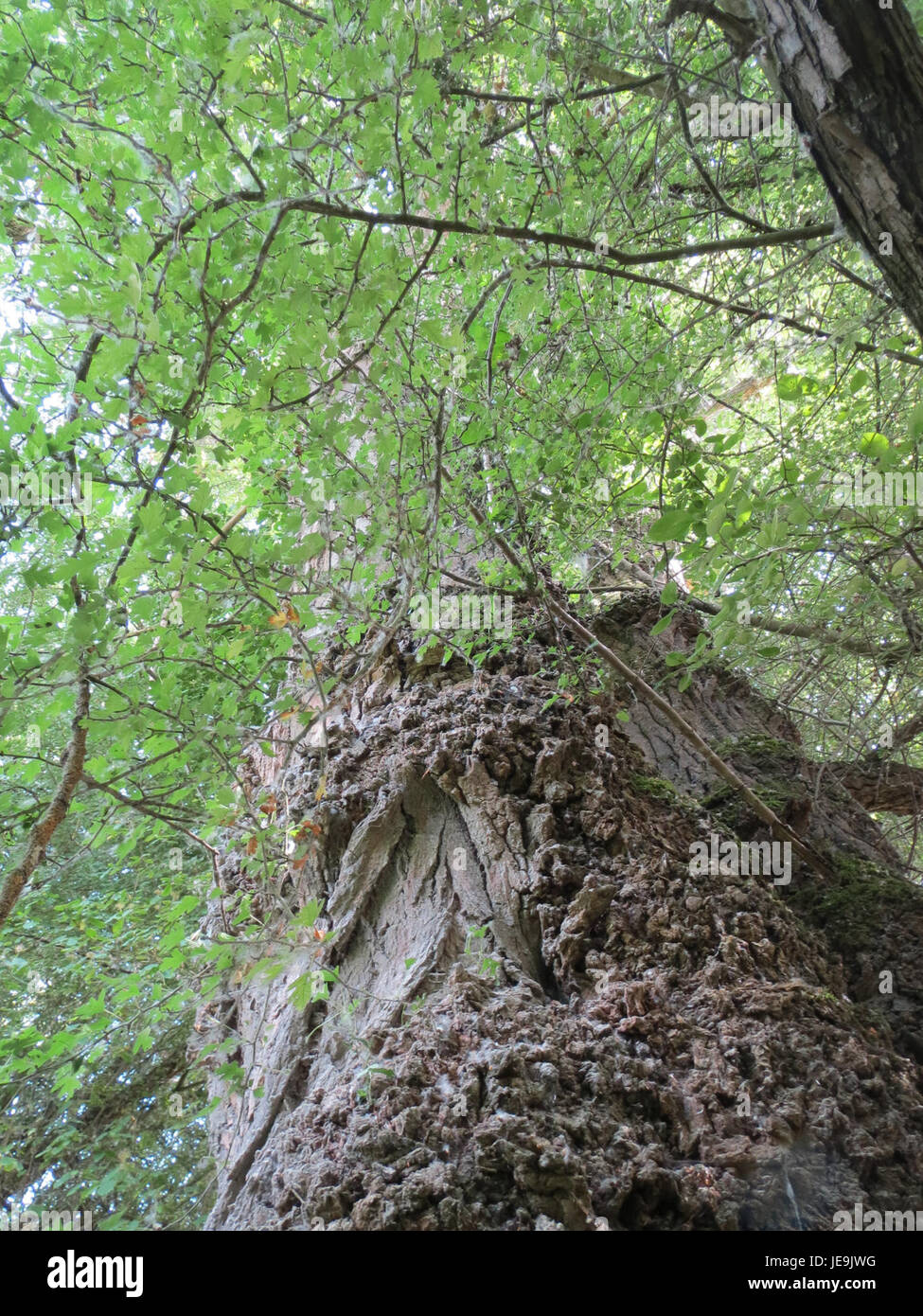 This photograph taken on June 7, 2014, shows a Pappel tree located in ...