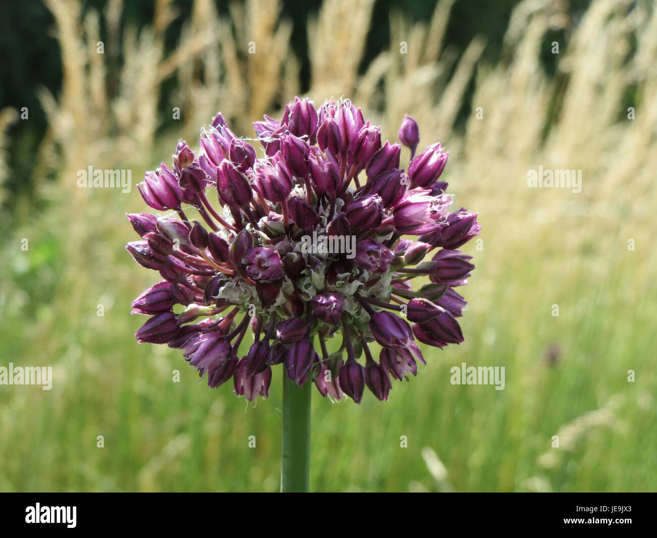 Allium in onion family hi-res stock photography and images - Alamy