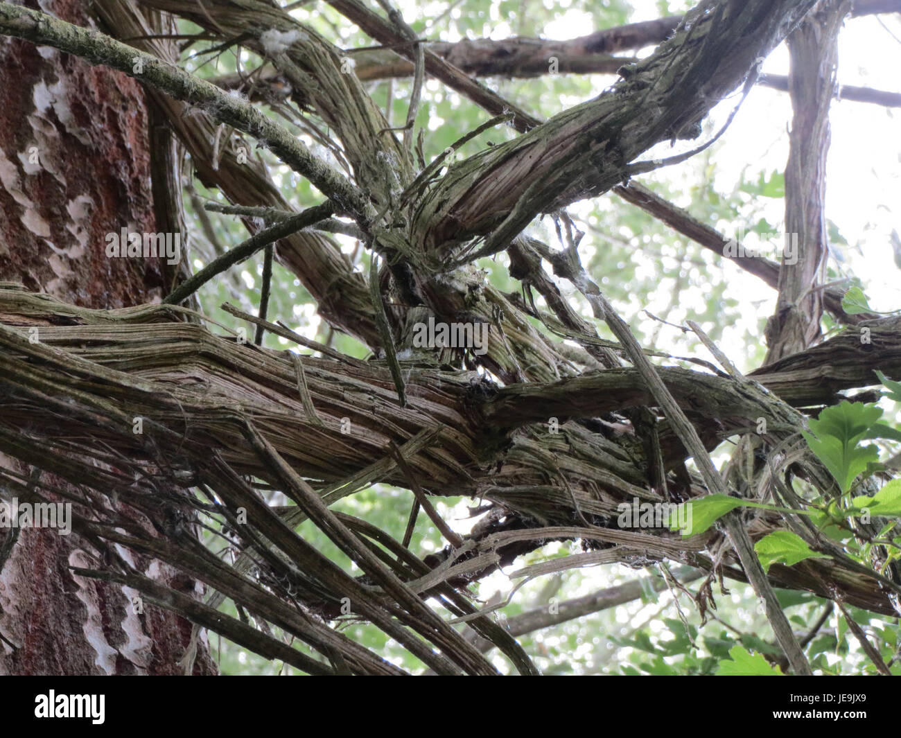 Clematis vitalba clusters hi-res stock photography and images - Alamy