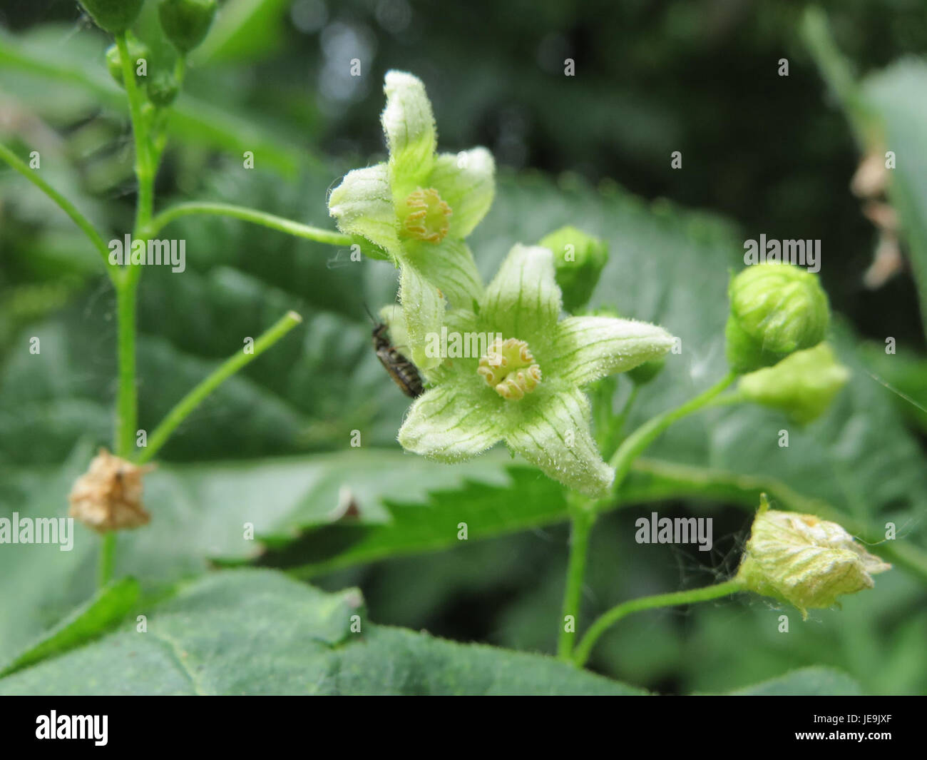 Bryonia dioica, commonly known as white bryony, is a climbing plant ...