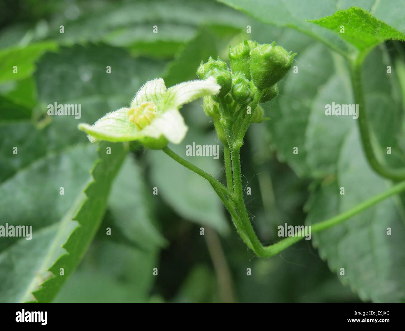 Plant white bryony bryonia hi-res stock photography and images - Alamy