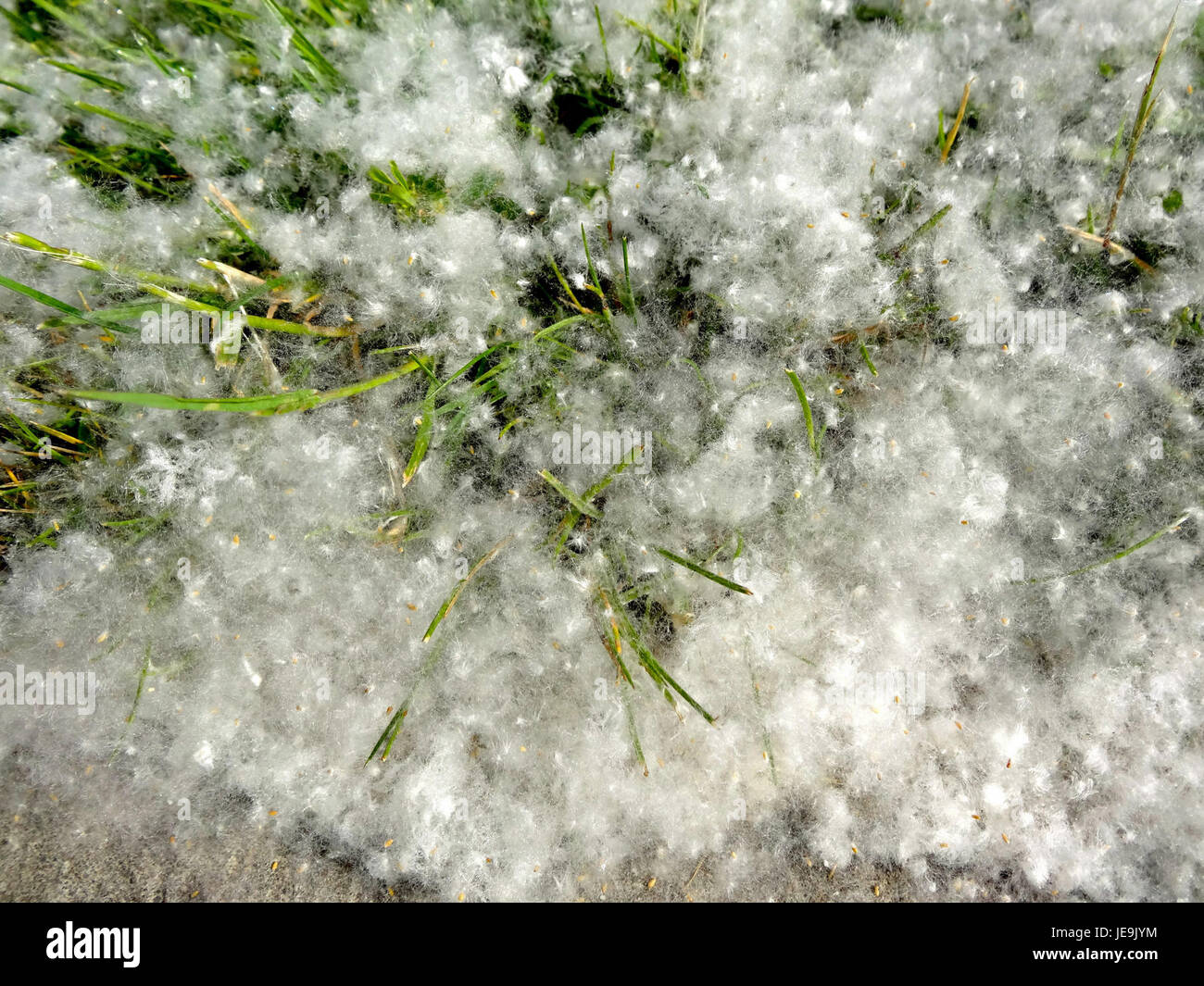 Populierenpluizen, or poplar fluff, is seen here along Bronslaan in ...