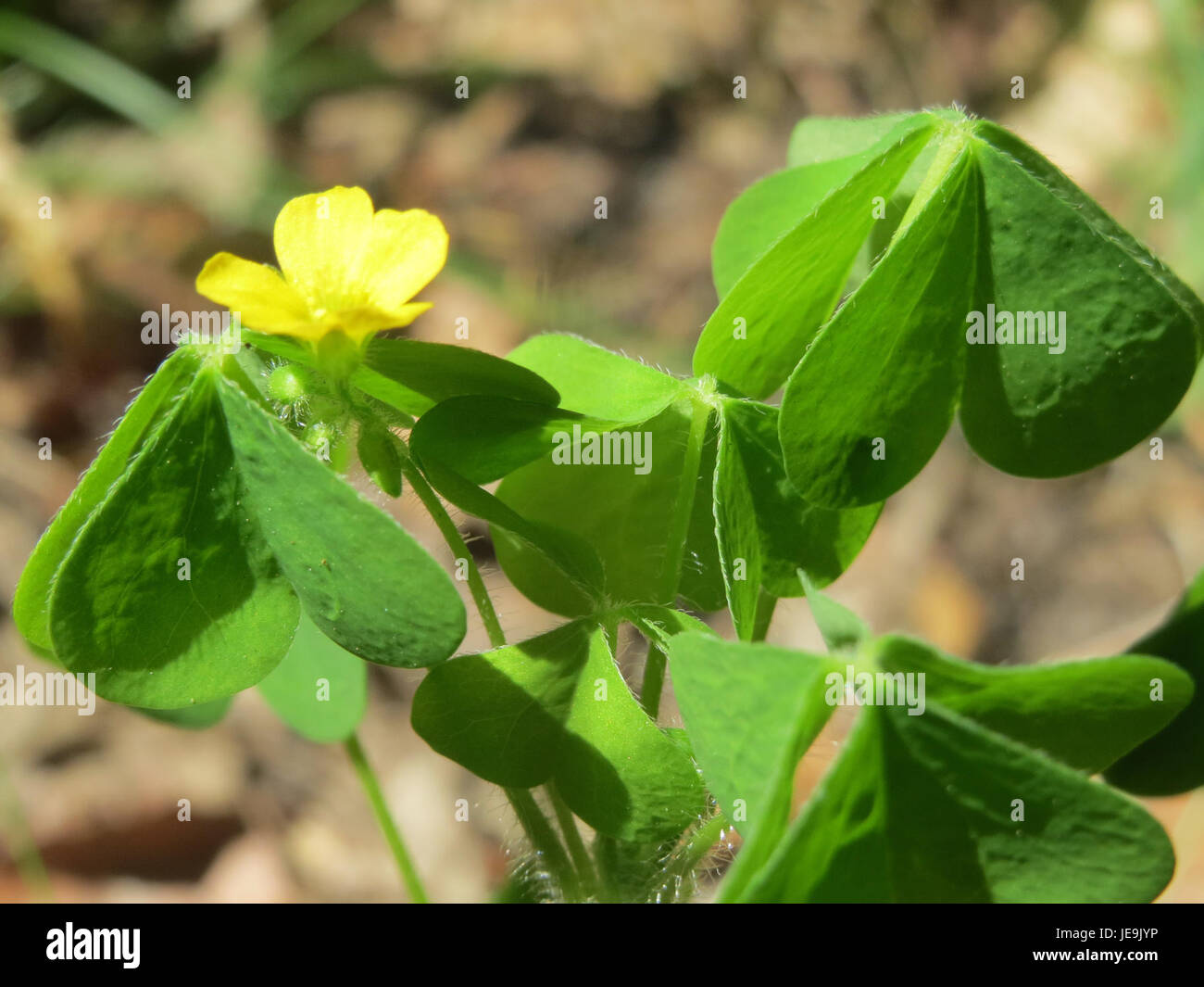 Oxalis stricta, commonly known as the common yellow woodsorrel, is a ...