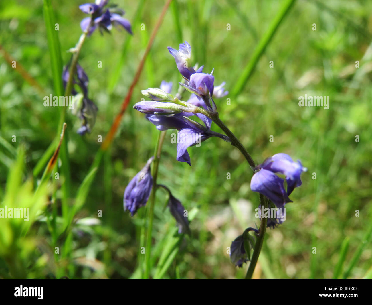 Polygala polygala flower plant hi-res stock photography and images - Alamy