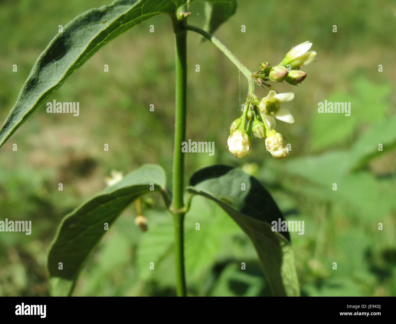Vincetoxicum hirundinaria, commonly known as swallowwort, was ...