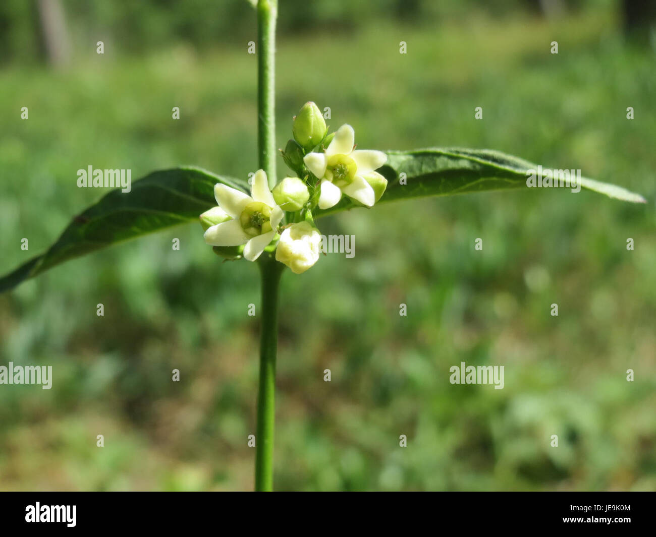A photograph of Vincetoxicum hirundinaria (Swallow-wort) taken on June ...