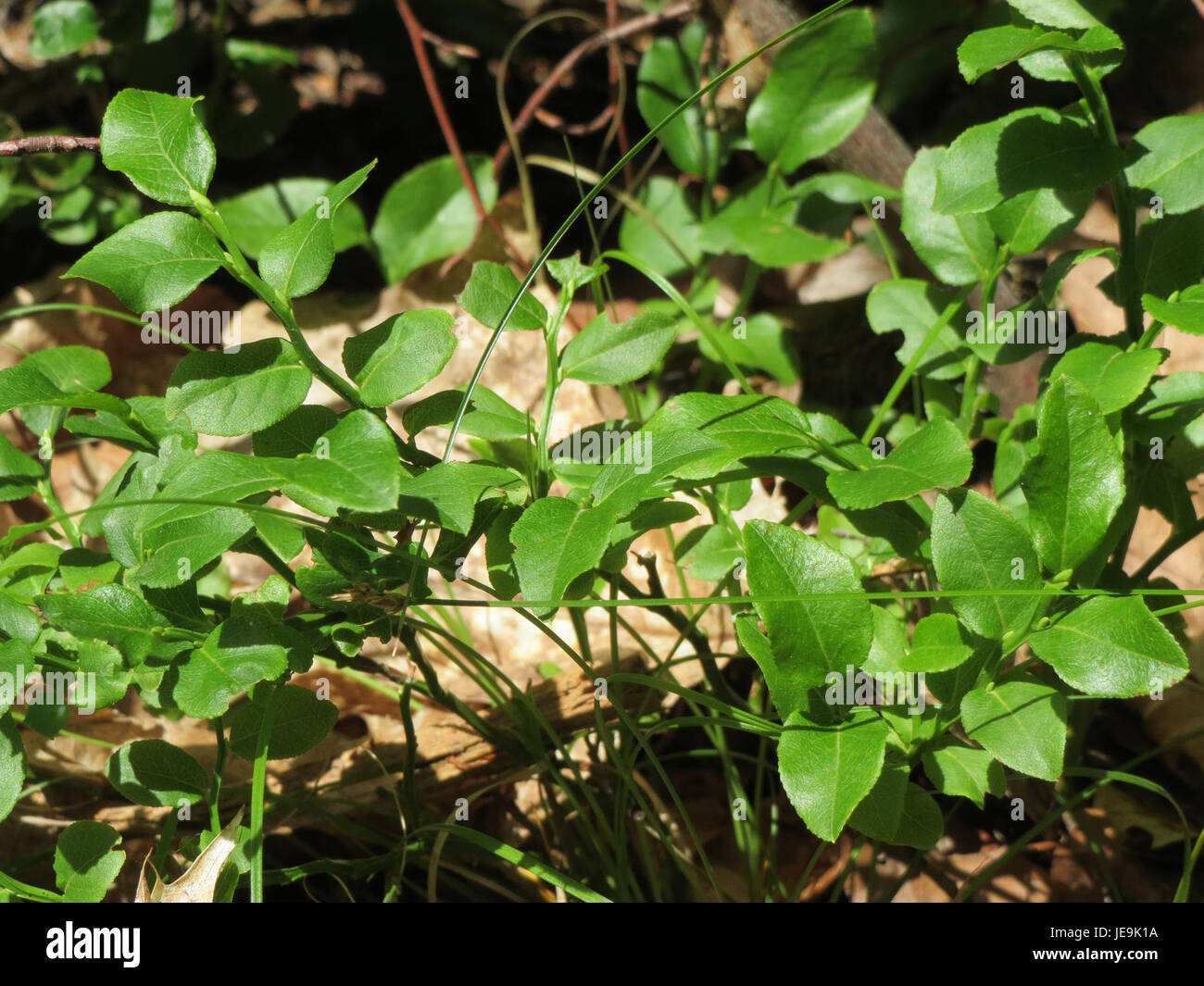 A close-up photograph of Vaccinium myrtillus, commonly known as ...