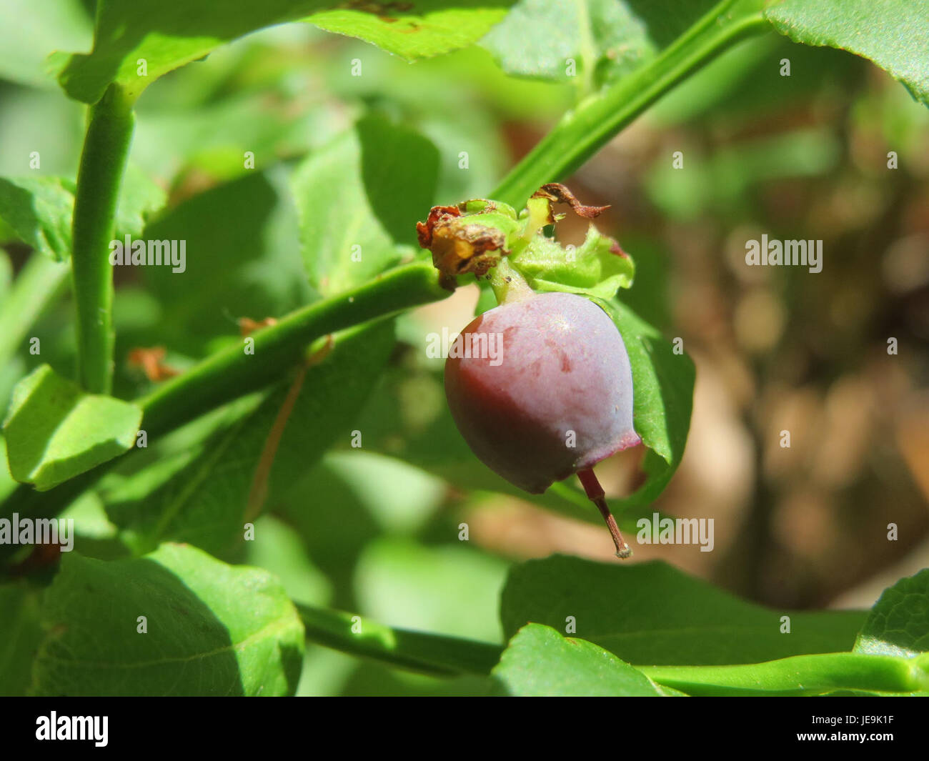 North american species of blueberry hi-res stock photography and images ...