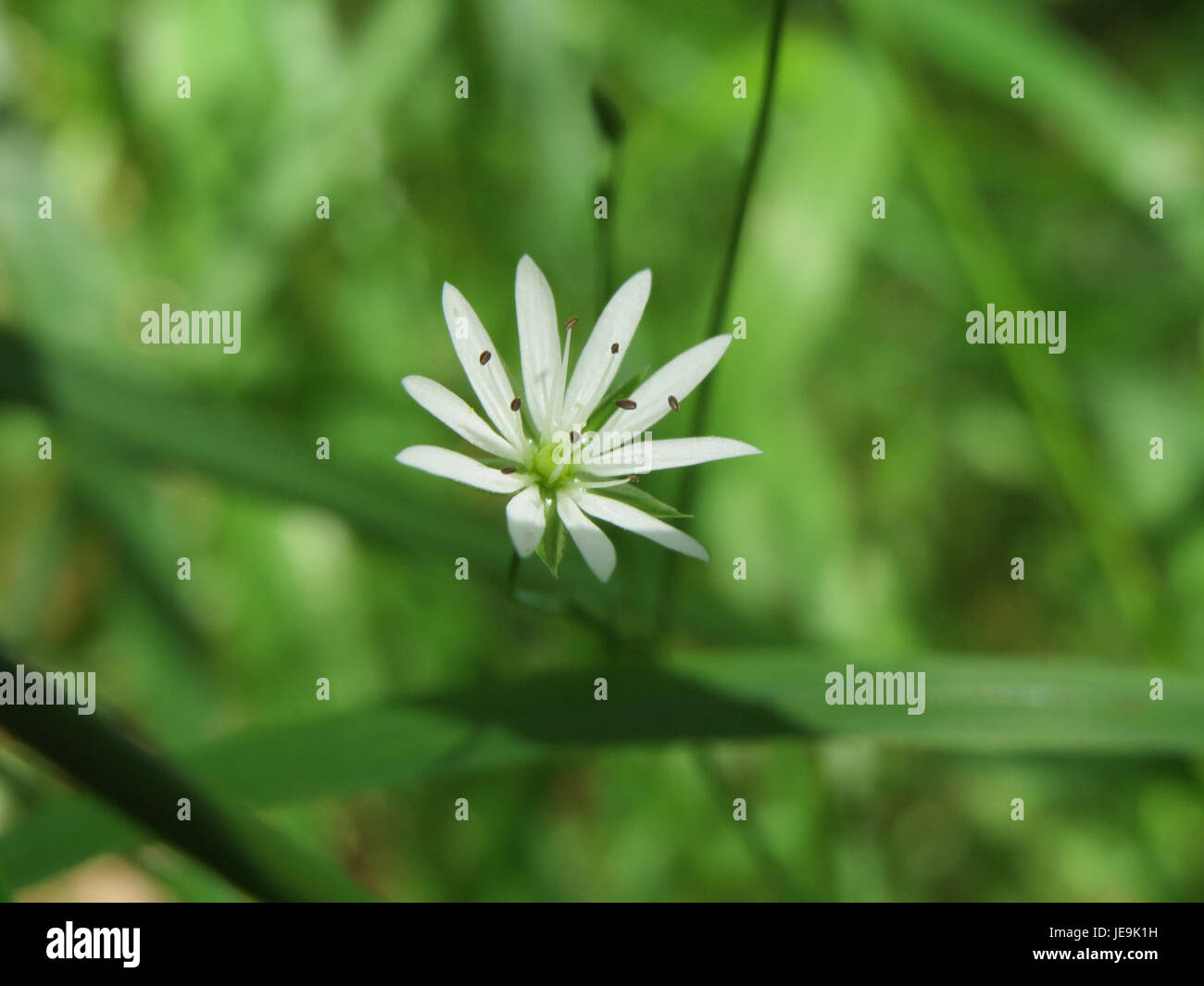 Small white flowers stellaria hi-res stock photography and images - Alamy