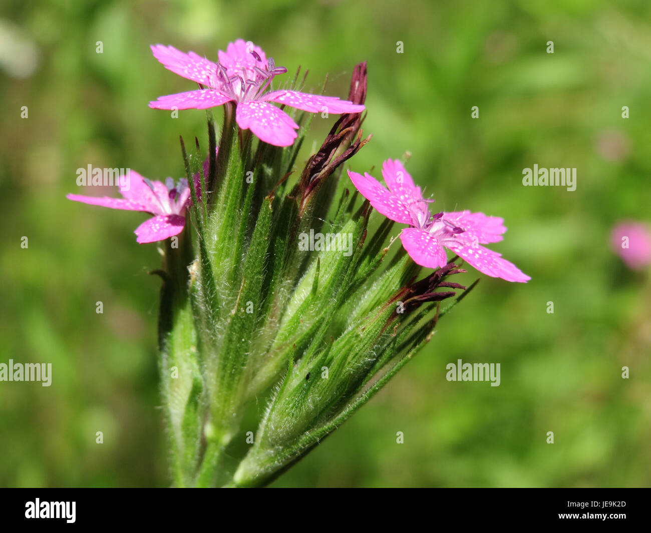 Dianthus armeria, commonly known as the Department pink or fringed pink ...