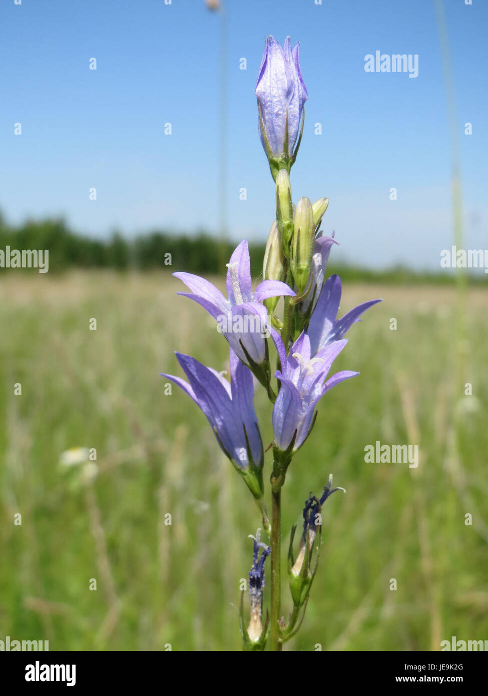 Campanula rapunculus, commonly known as rampion bellflower, is a ...