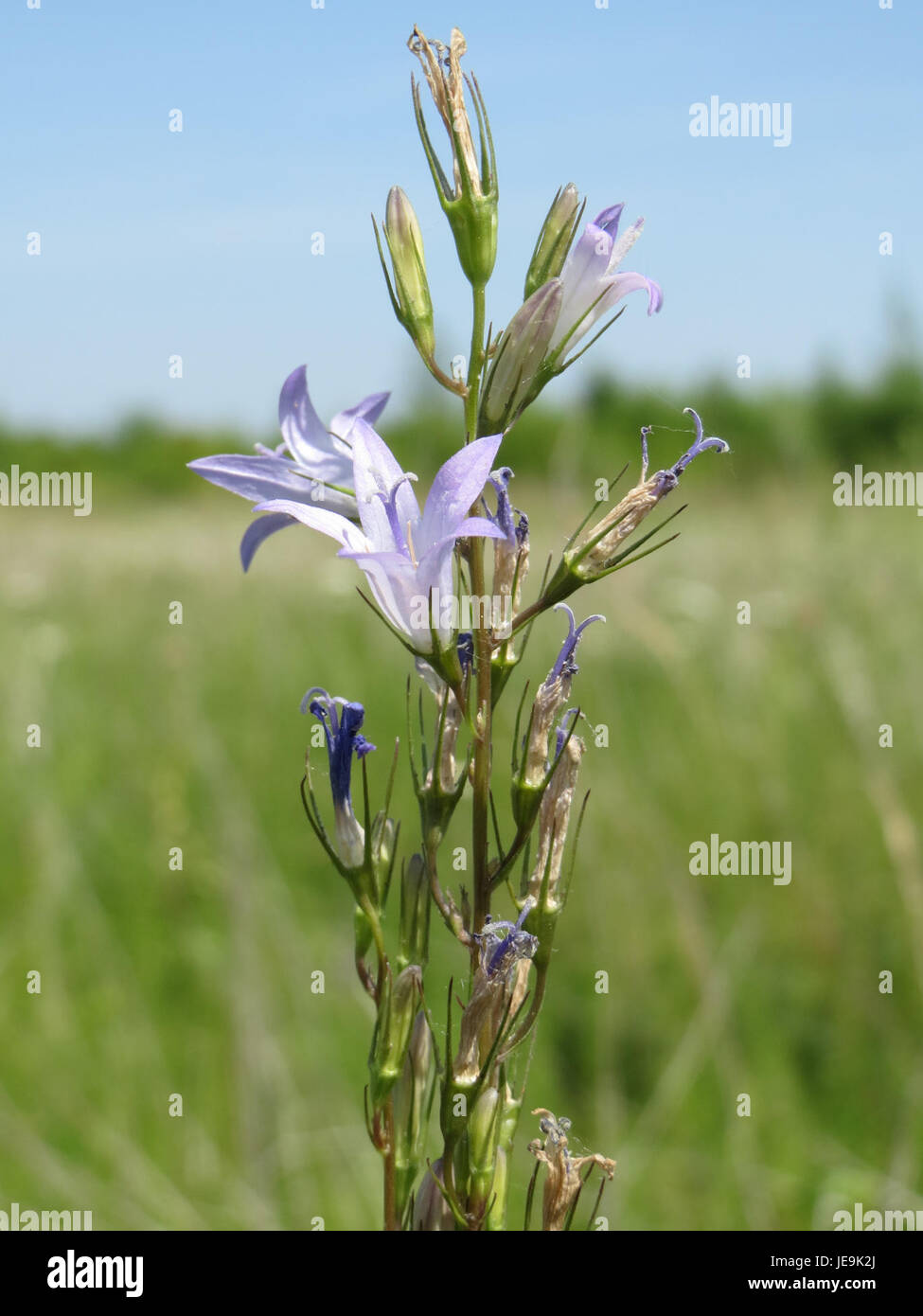 A photograph of the plant species Campanula rapunculus, commonly known ...