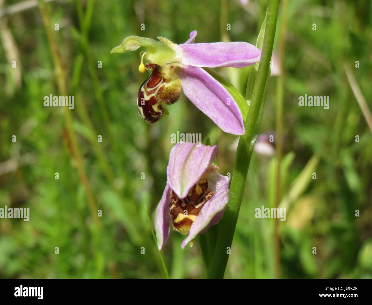 Ophrys apifera, also known as the bee orchid, is a species of orchid ...