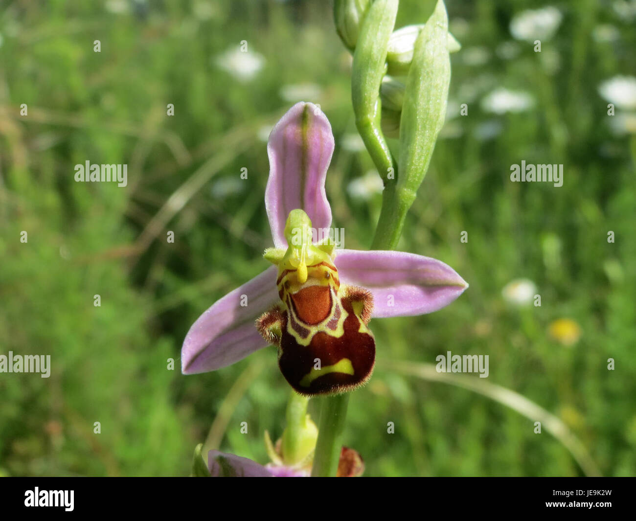 Ophrys apifera, also known as the bee orchid, is a species of orchid ...