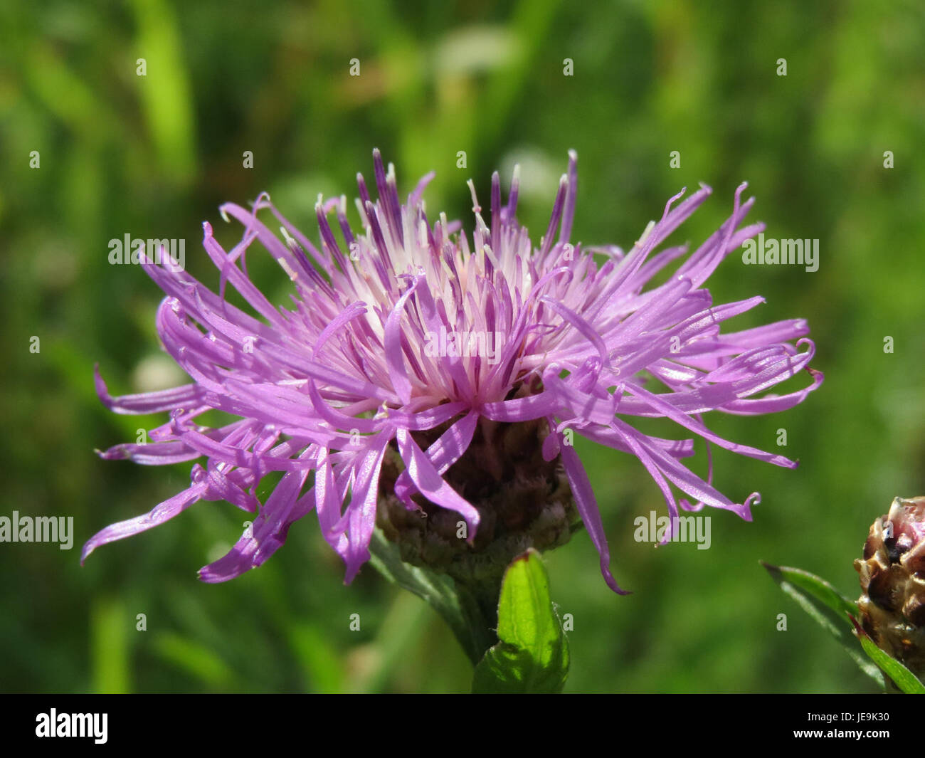 Centaurea jacea, commonly known as brown knapweed, photographed on June ...