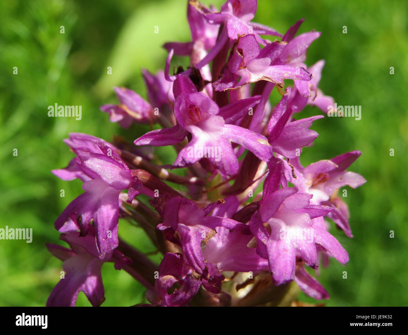 Anacamptis pyramidalis, also known as the pyramidal orchid, is a ...