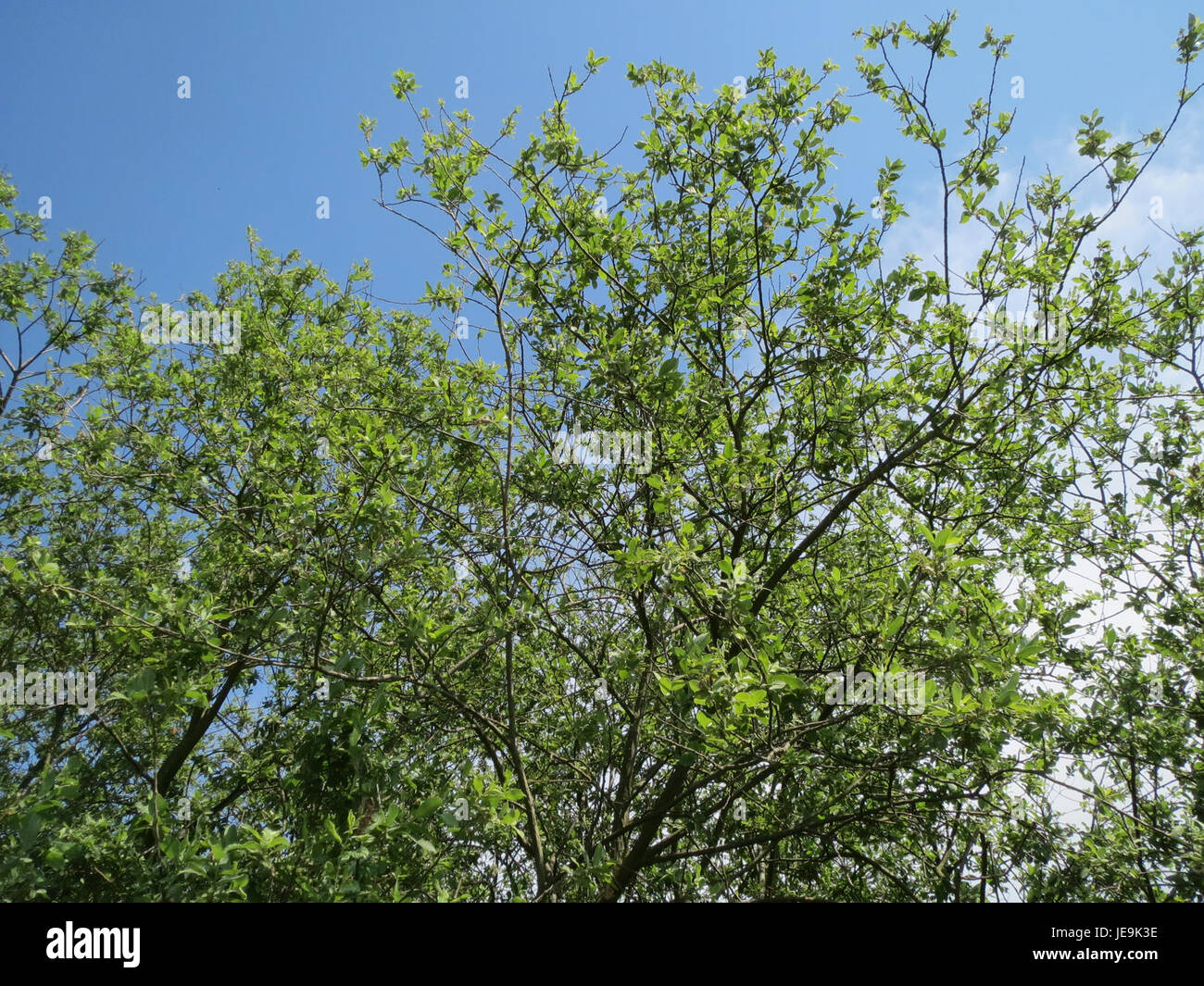 This image features *Salix cinerea*, also known as Grey Willow, a ...