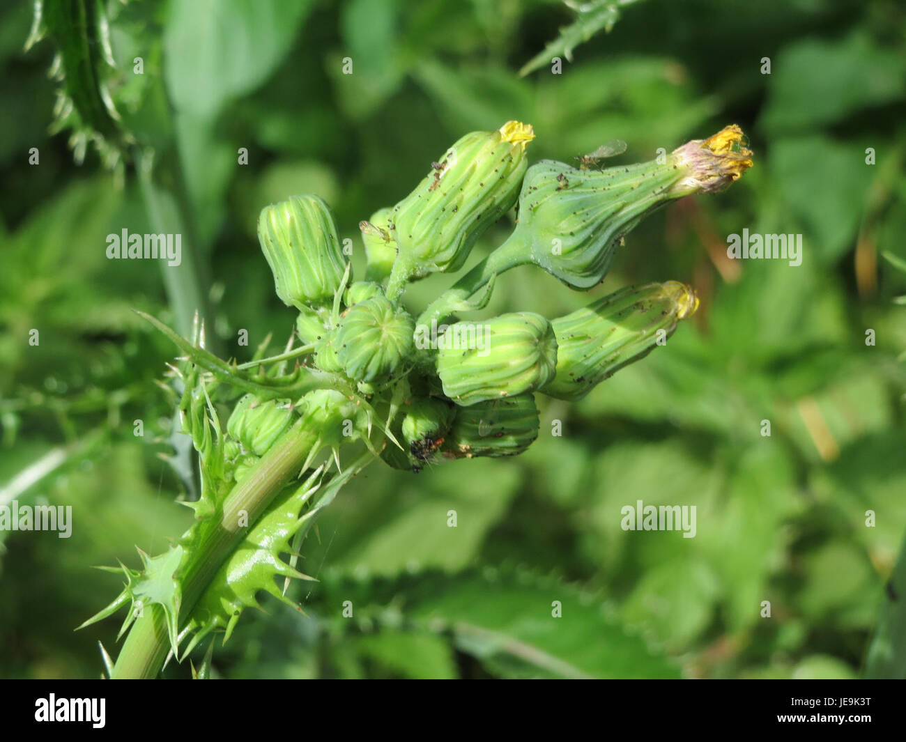 Sonchus asper, commonly known as spiny sow thistle, is a biennial plant ...