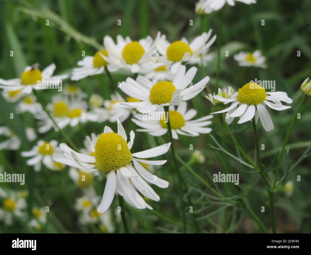 Scentless mayweed tripleurospermum inodorum hi-res stock photography ...