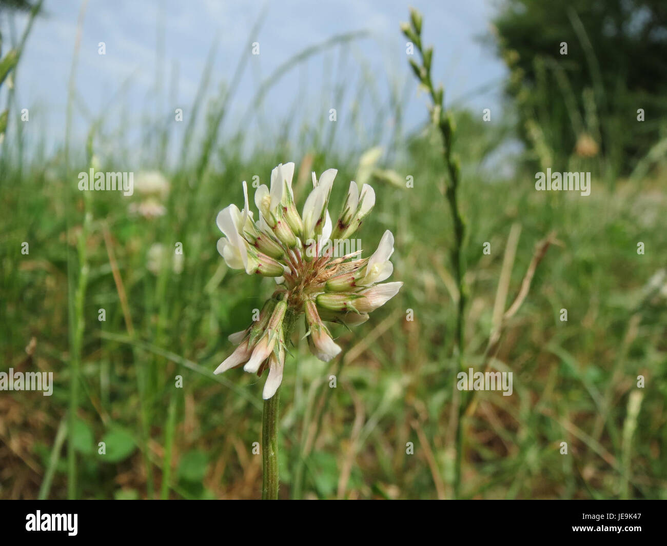 Trifolium repens, commonly known as white clover, is a low-growing ...