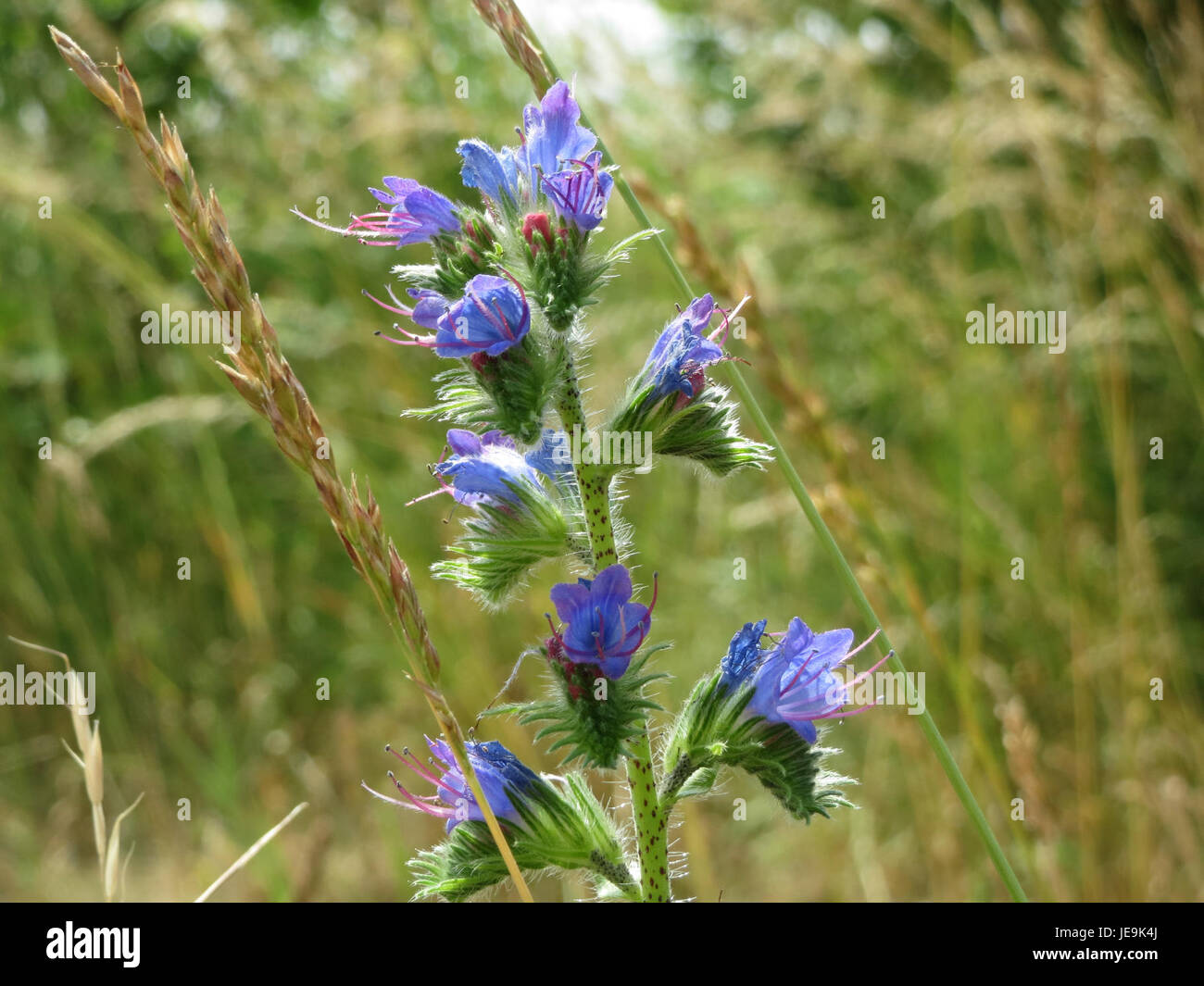 Echium vulgare, commonly known as viper's bugloss, is a wildflower that ...