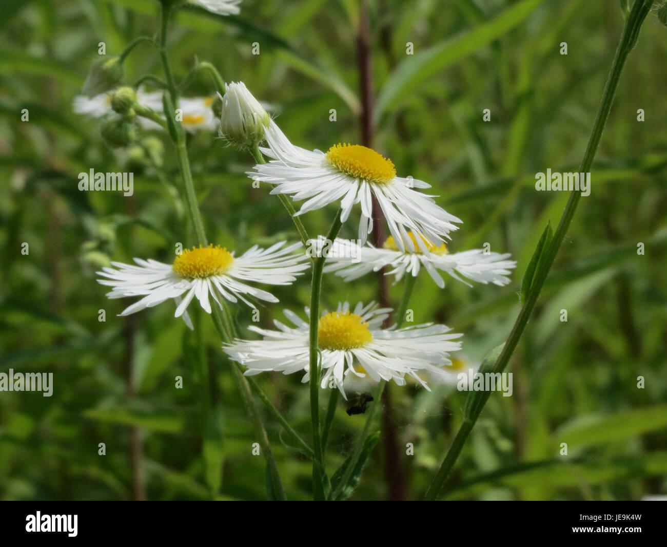 Erigeron annuus, also known as annual fleabane, is a herbaceous plant ...