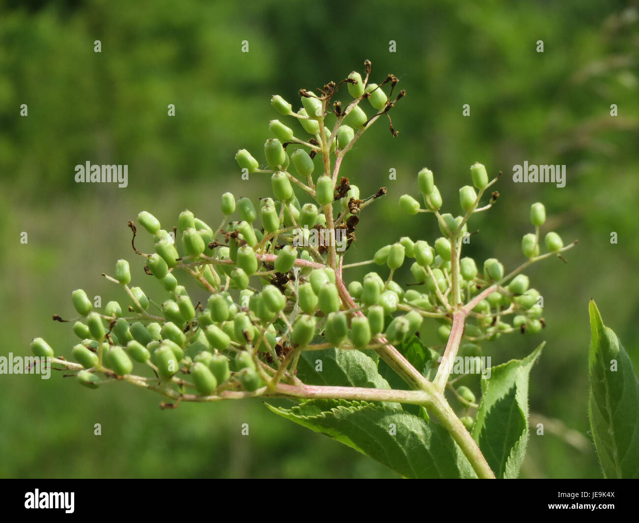 Nigra line hi-res stock photography and images - Alamy